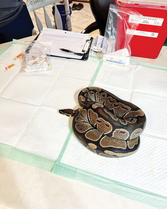 Anssssswering the Call: Mid-Ohio Valley reptile rescue cares for ...